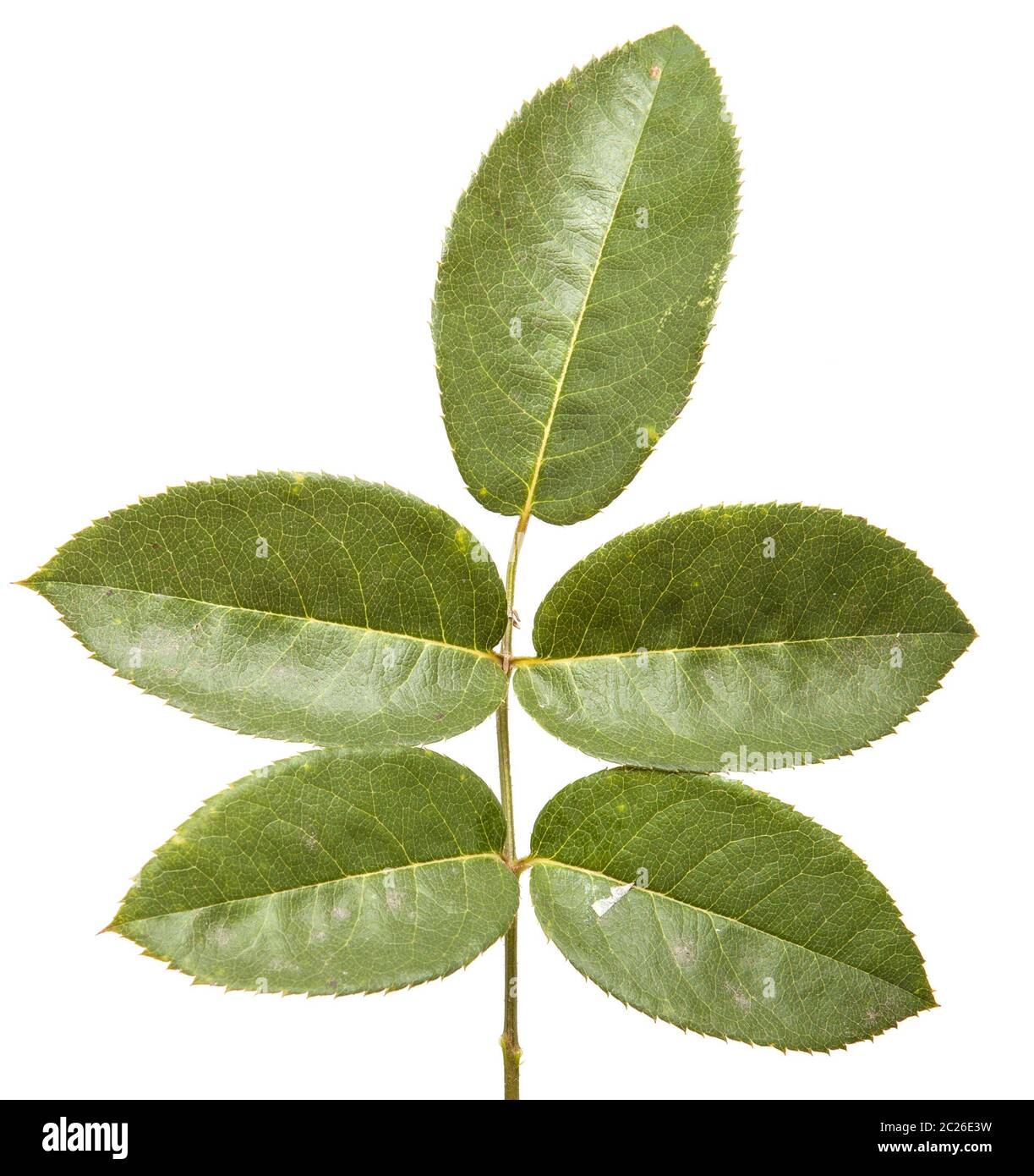 green leaf rose. Isolated on white Stock Photo - Alamy