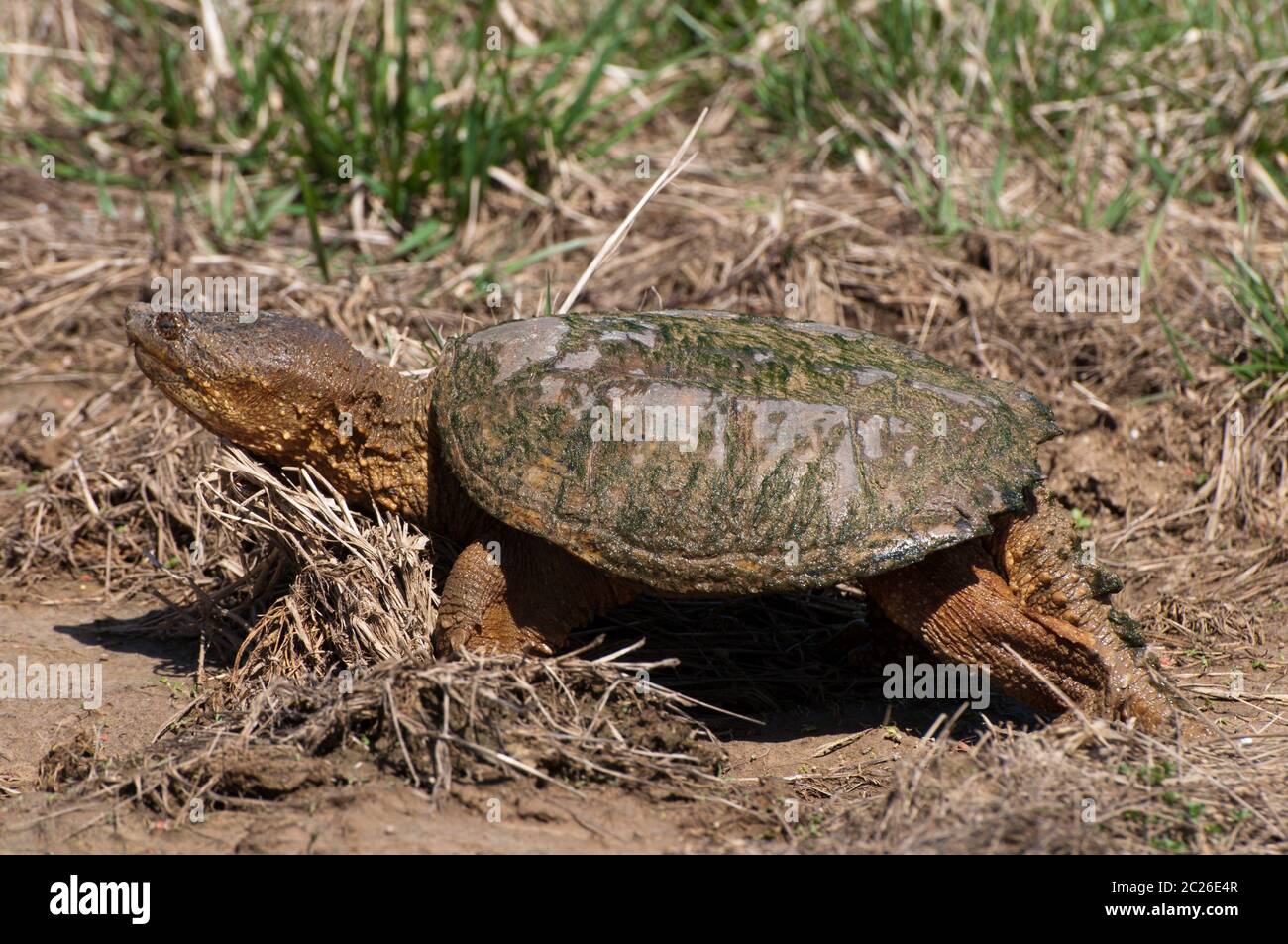 Snapping turtle in mud Stock Photo - Alamy