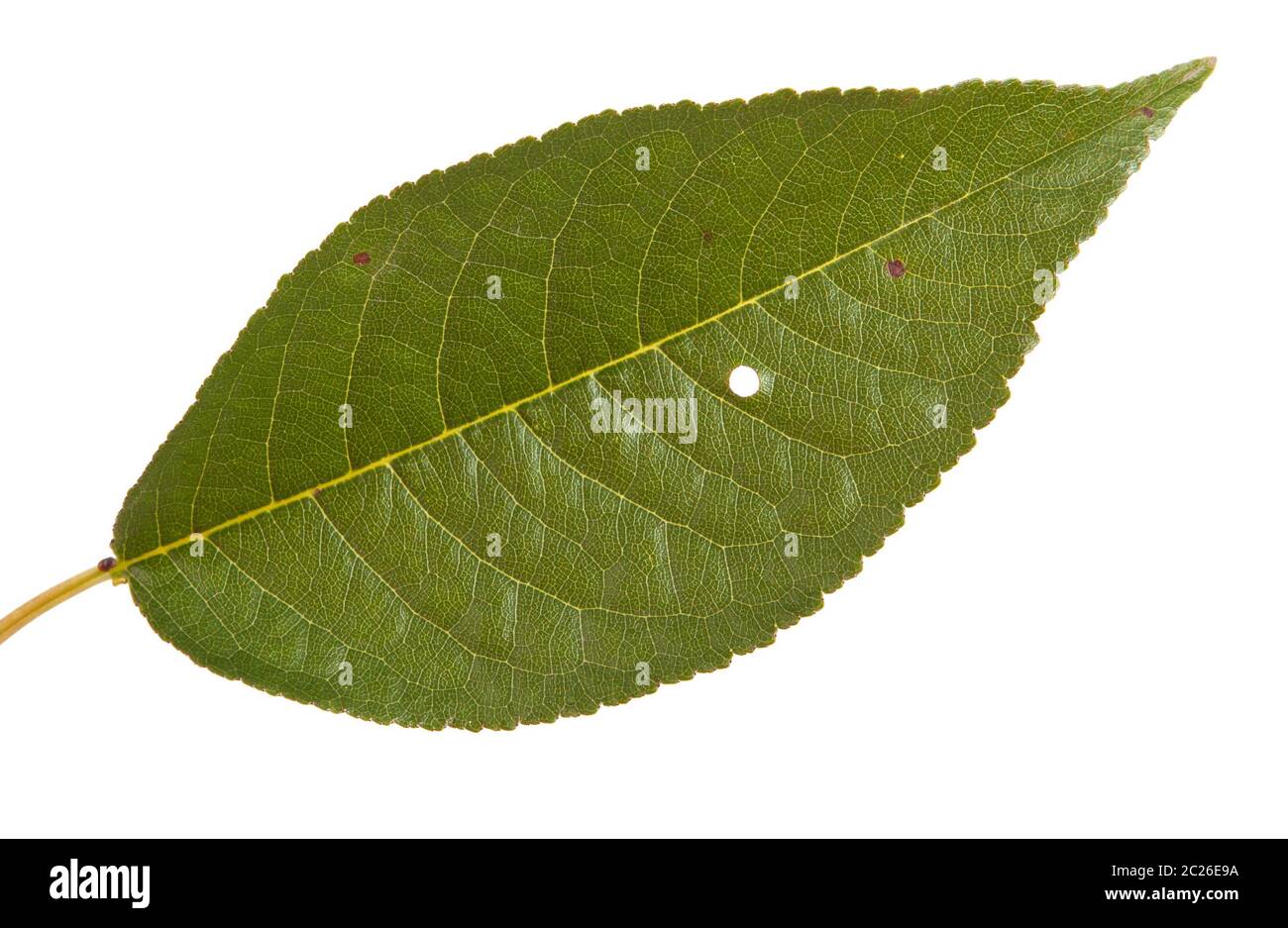 cherry tree leaf isolated on white Stock Photo - Alamy