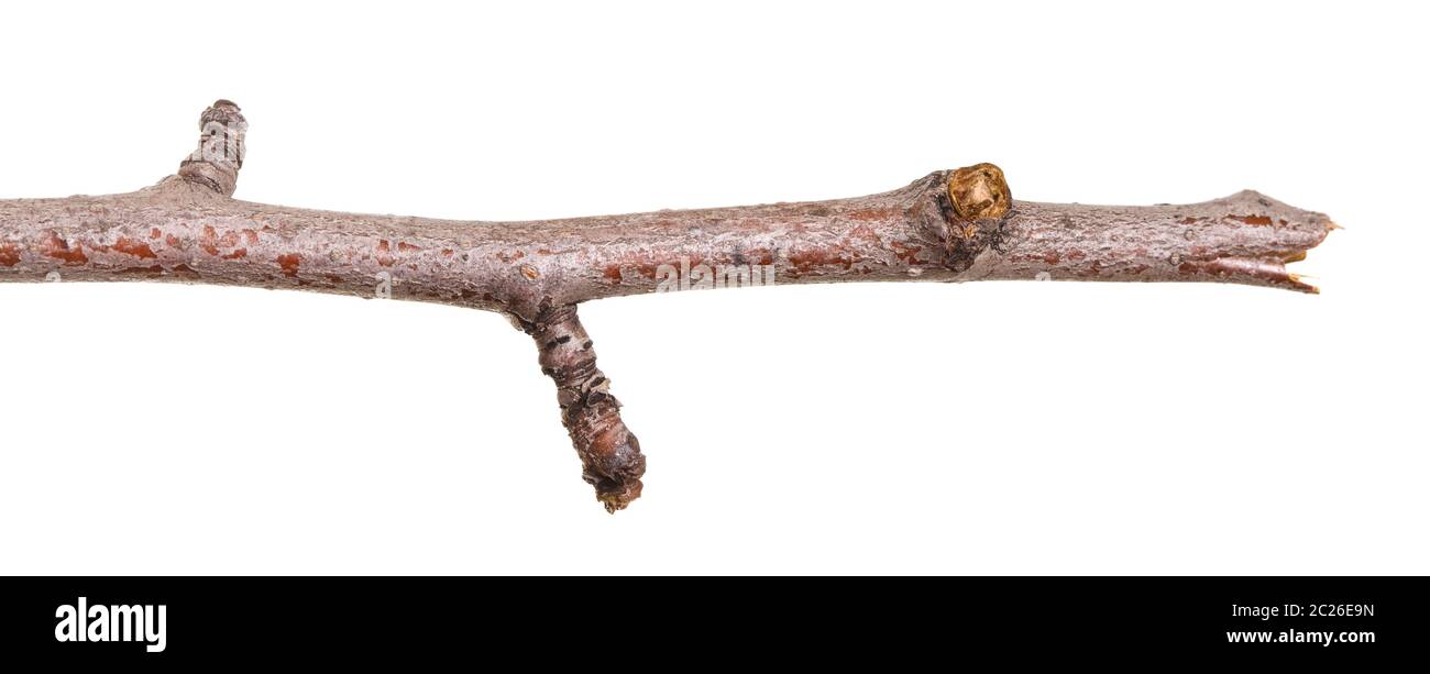 dry branches of trees. isolated on white Stock Photo - Alamy