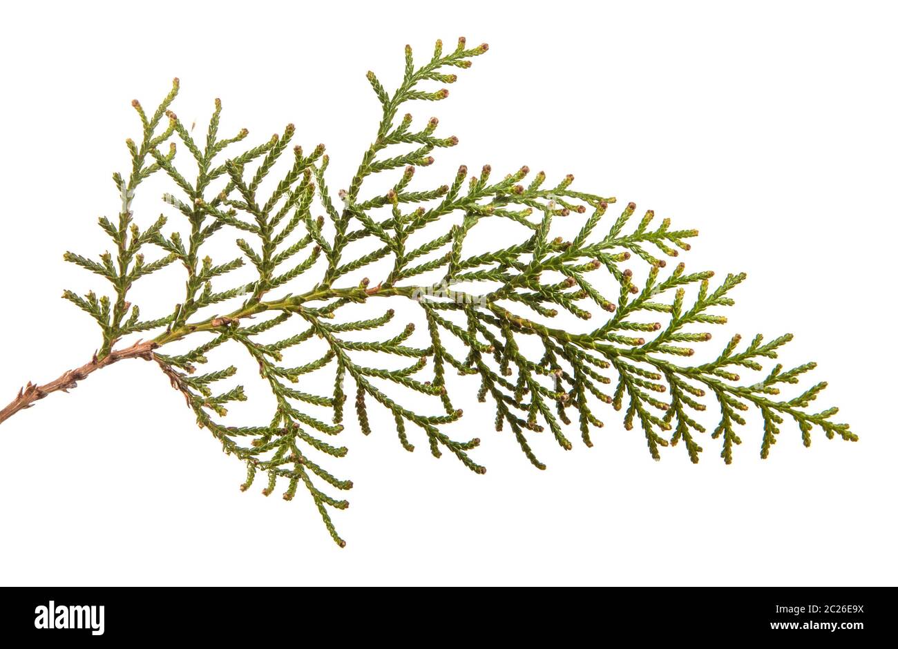 Green juniper branches on Cut Out Stock Images & Pictures - Alamy