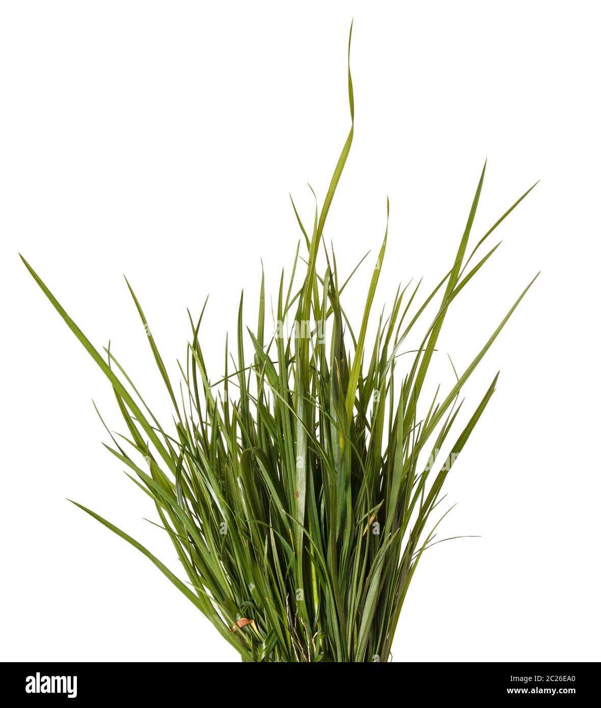 Grass Bundle High Resolution Stock Photography and Images - Alamy
