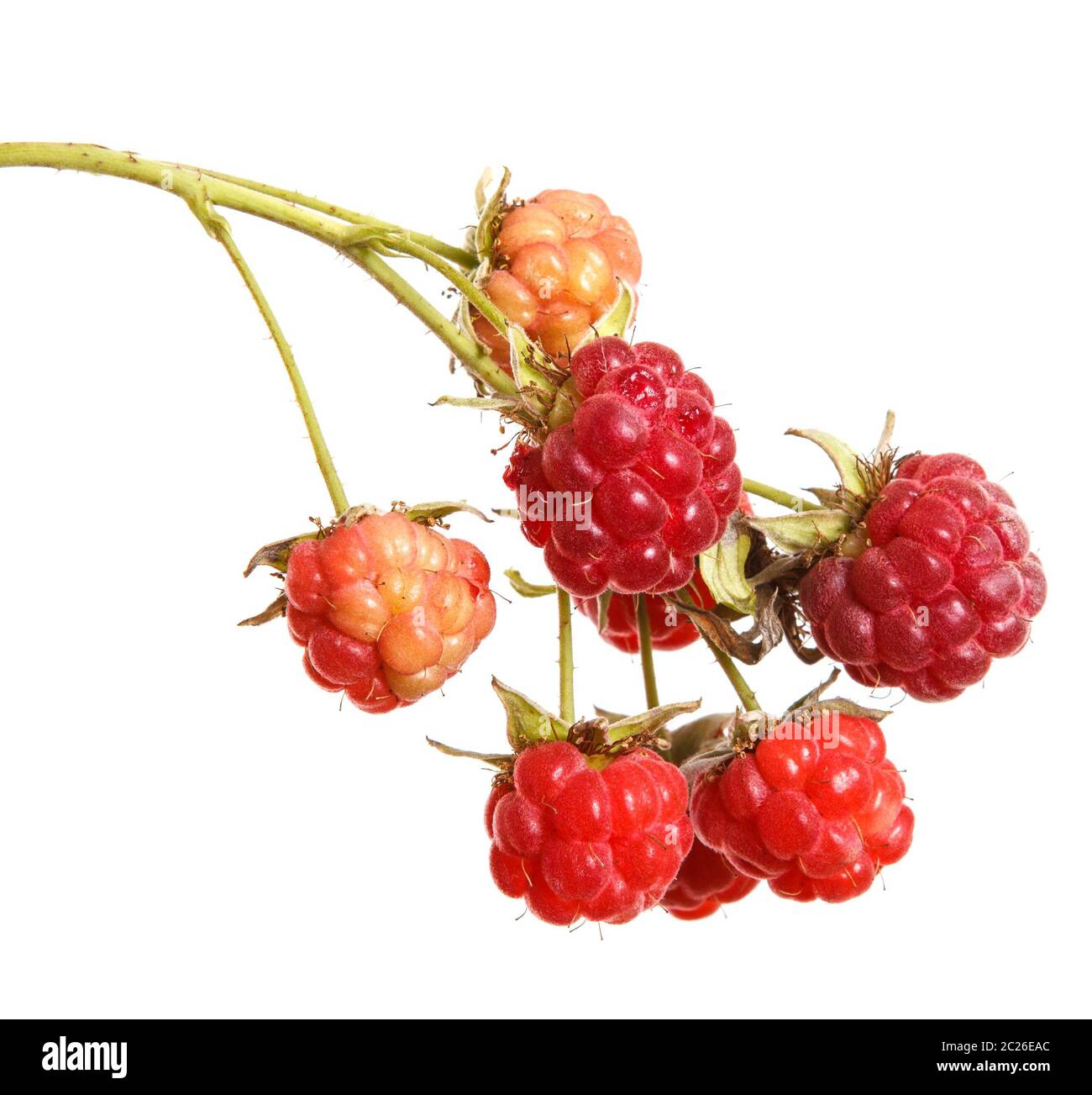 raspberries on a branch isolated on white Stock Photo - Alamy