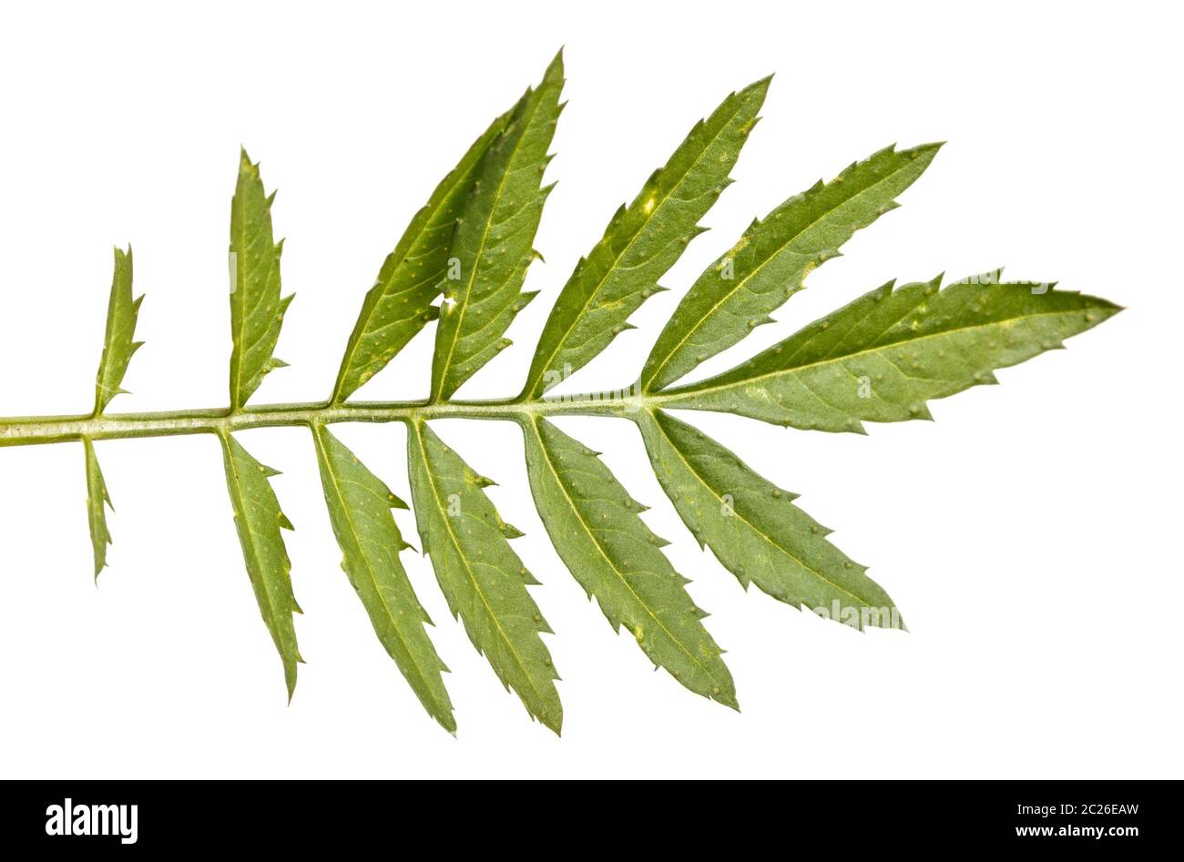 Marigold Plant Leaves