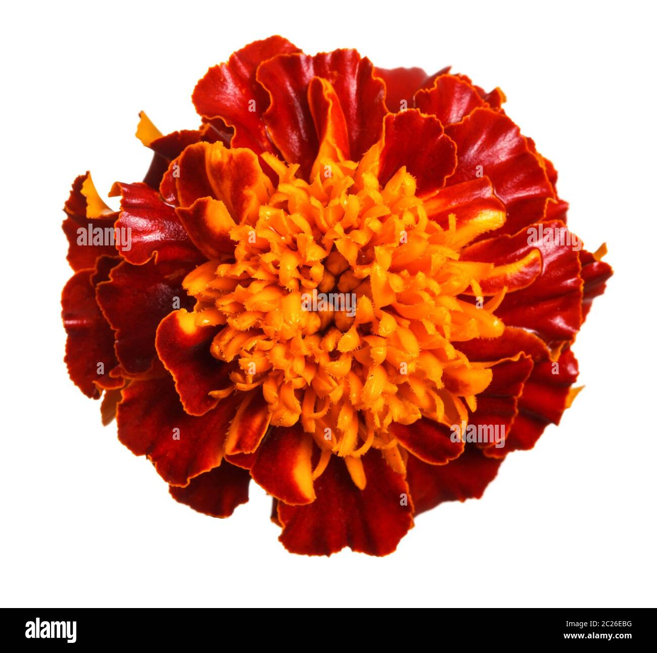 marigold flower isolated on white Stock Photo - Alamy