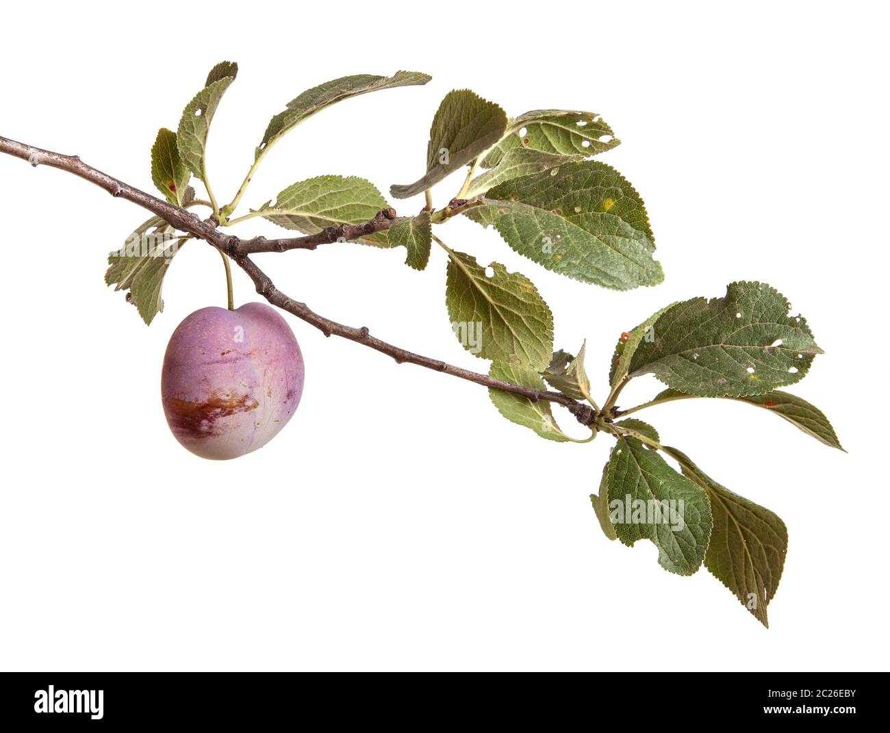 plum branch with berries and leaves isolated on white Stock Photo - Alamy