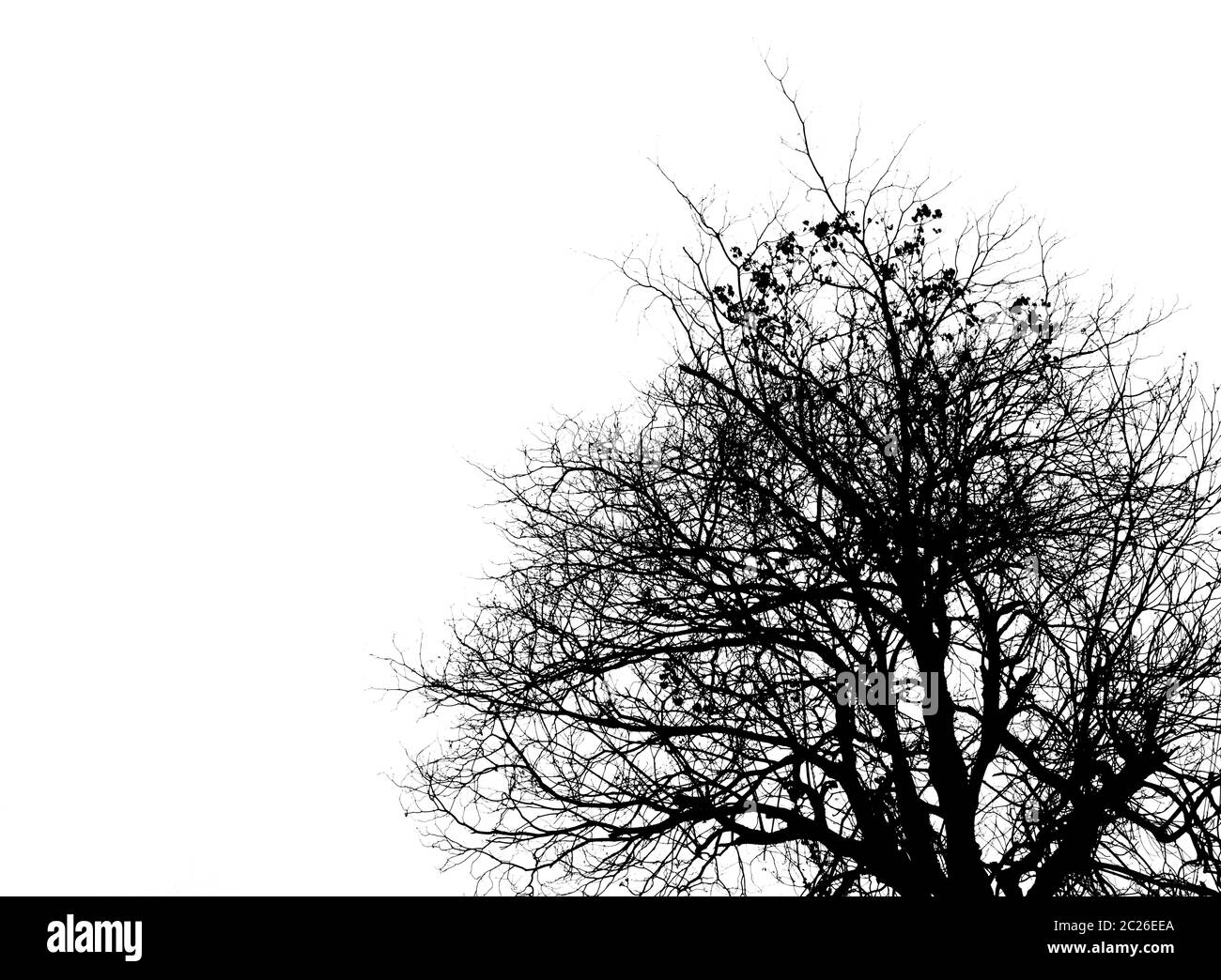Black and white picture of trees on clear white sky. Use for death ...