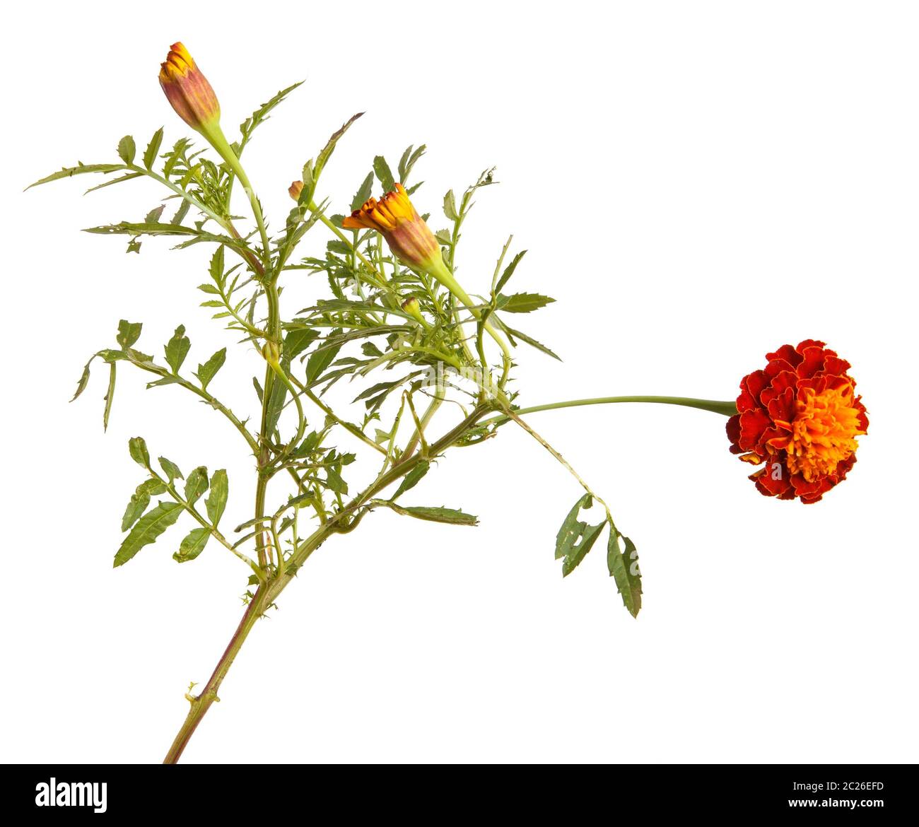 marigold flower isolated on white Stock Photo - Alamy