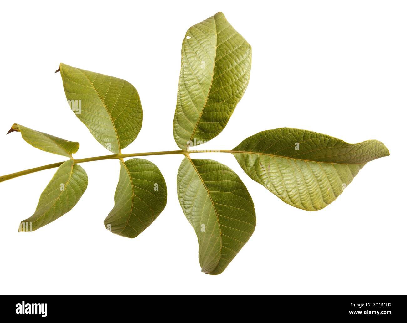 branch of walnut isolated on white Stock Photo - Alamy