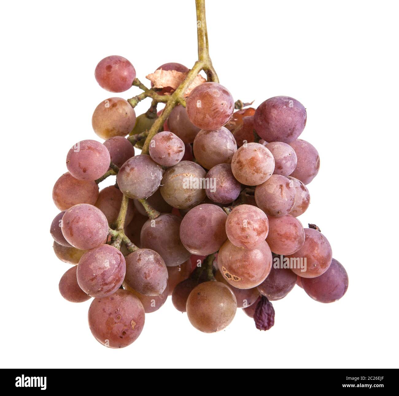 Purple grapes hi-res stock photography and images - Alamy