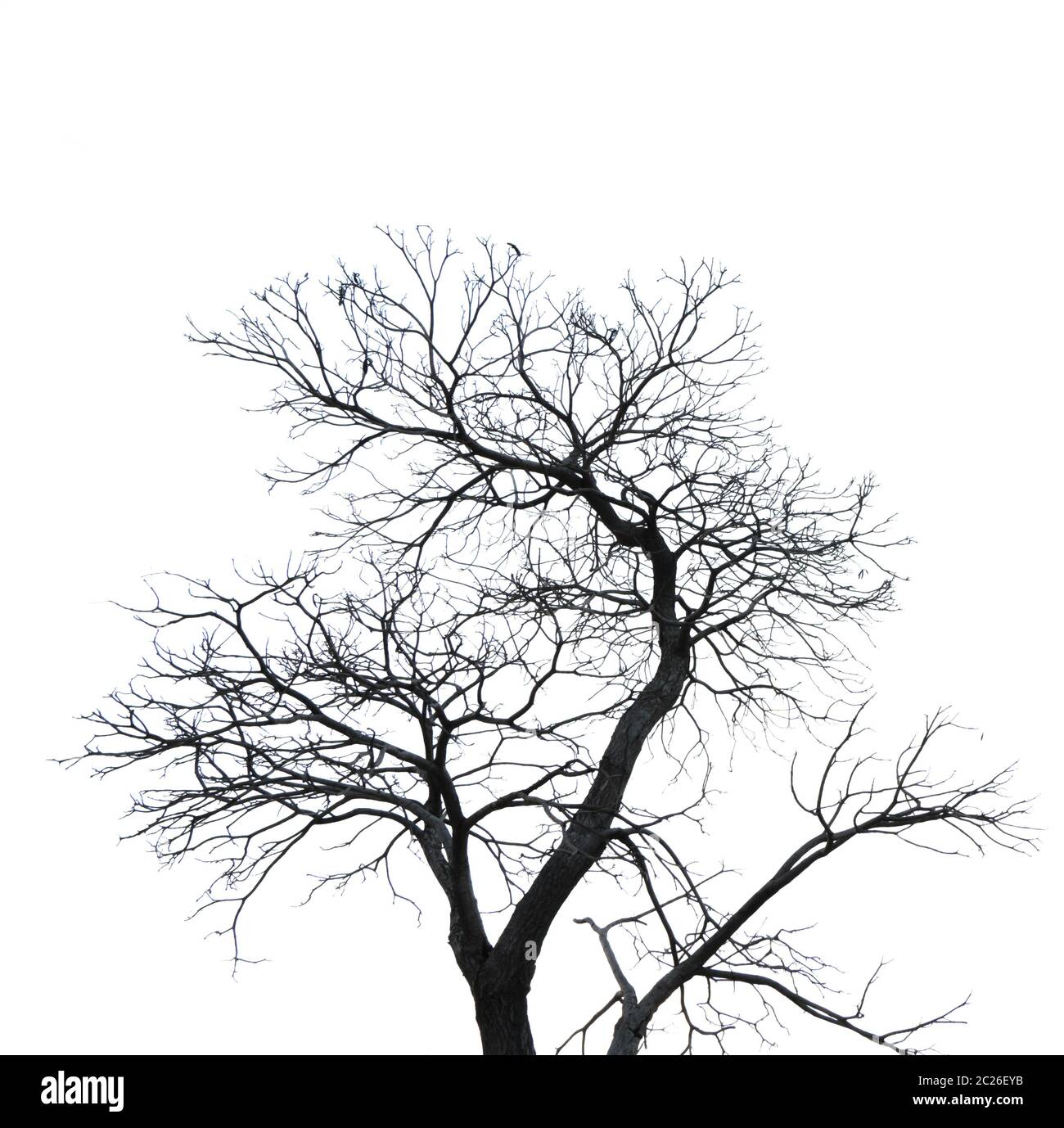 Silhouette dead tree isolated on white background for scary or death ...
