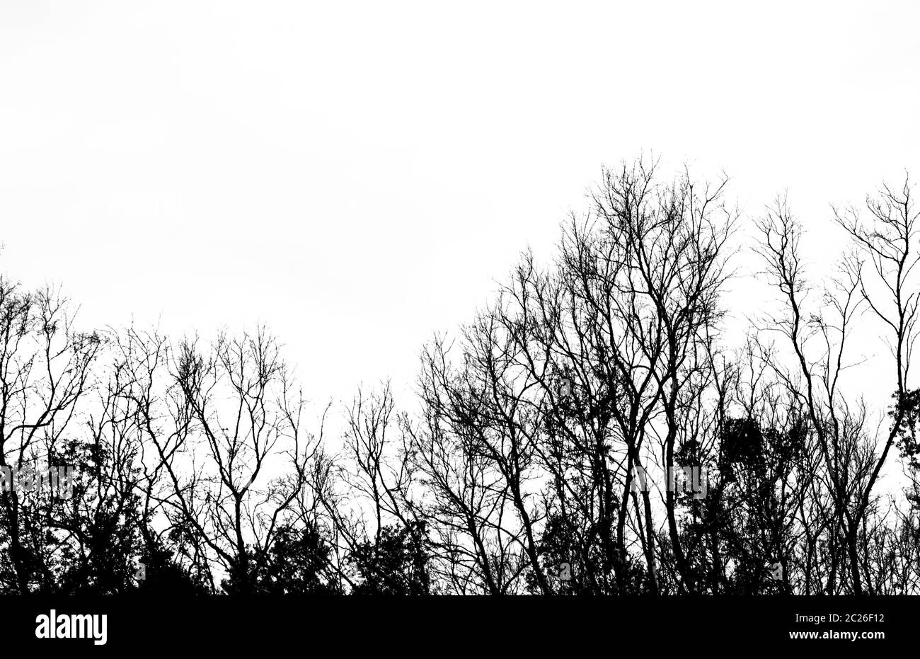 Silhouette dead tree isolated on white background for scary or death ...