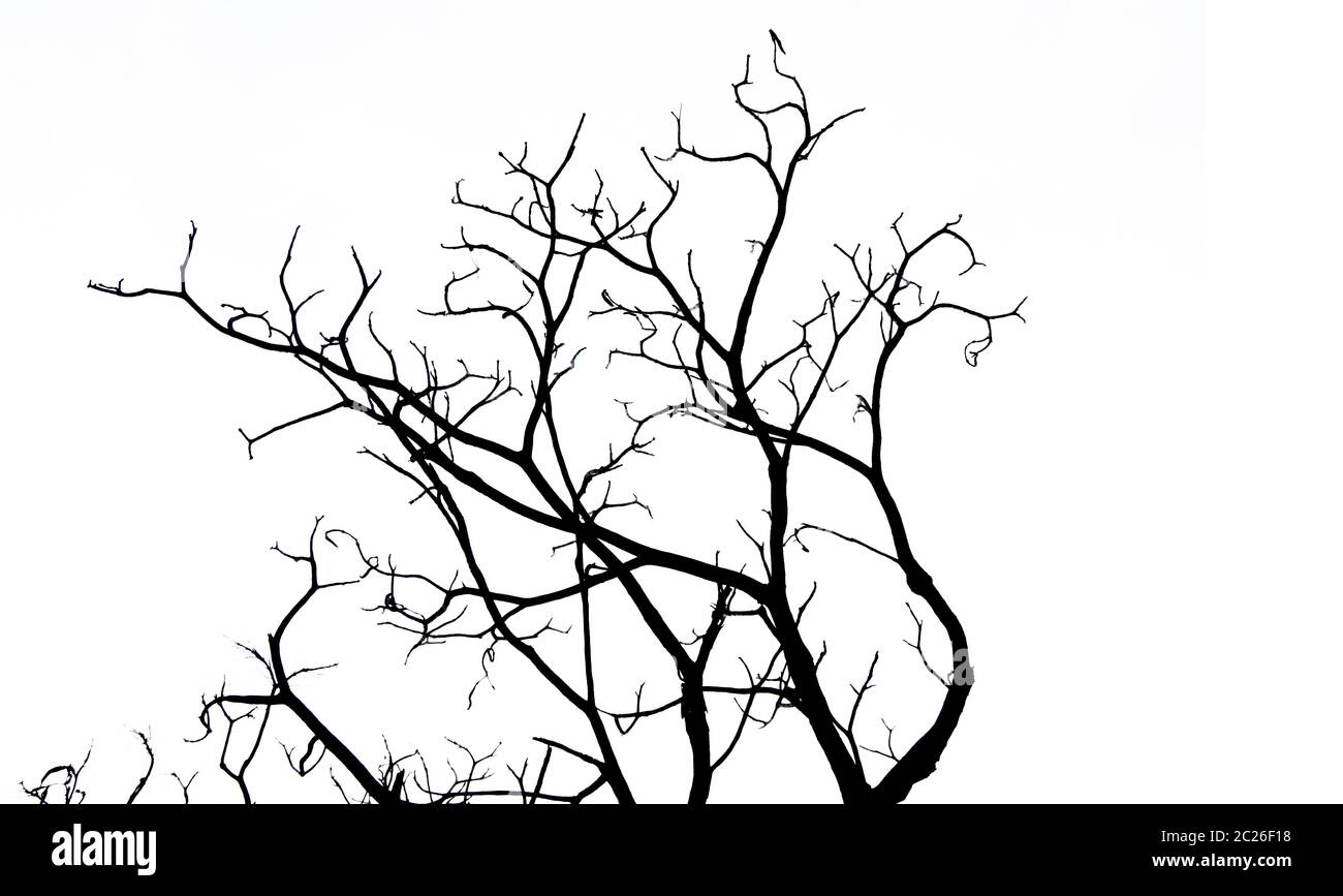 Silhouette dead tree isolated on white background for scary or death ...