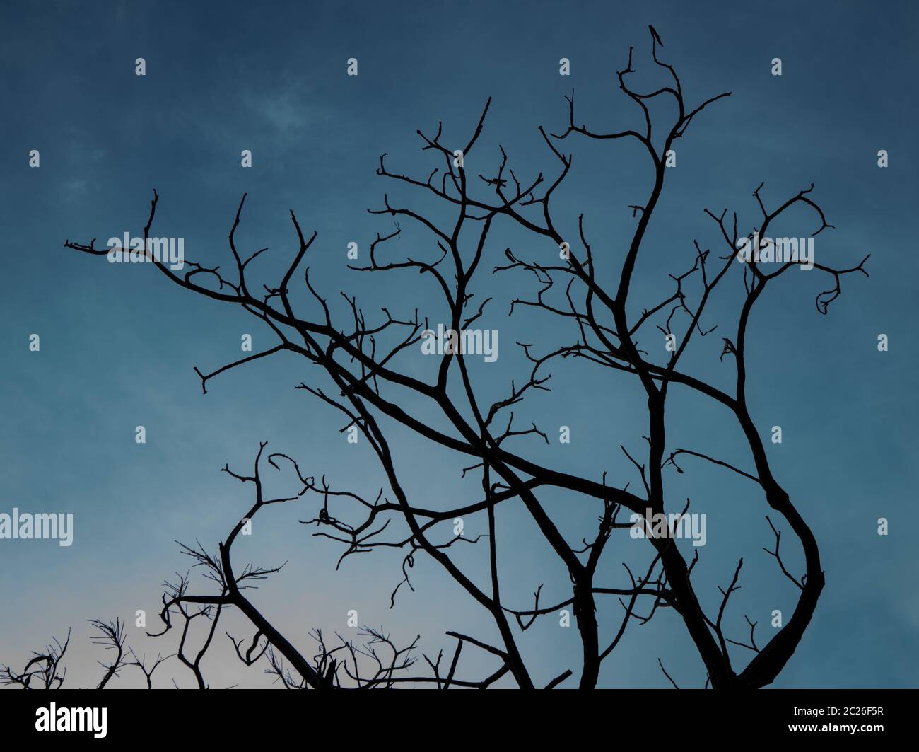 Silhouette dead tree on dark sky background for scary or death Stock ...