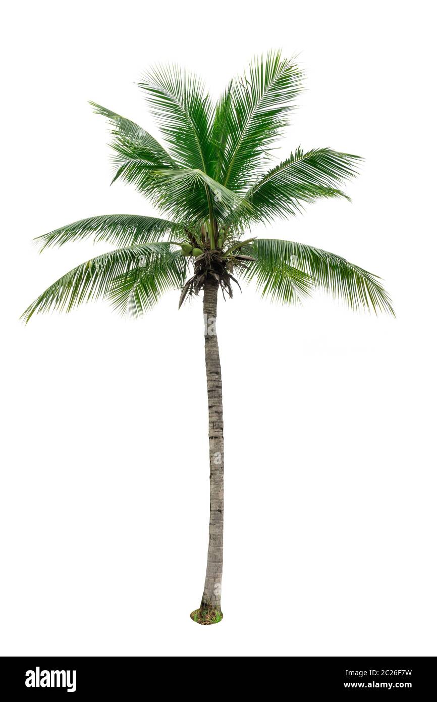 Coconut tree isolated on white background used for advertising ...