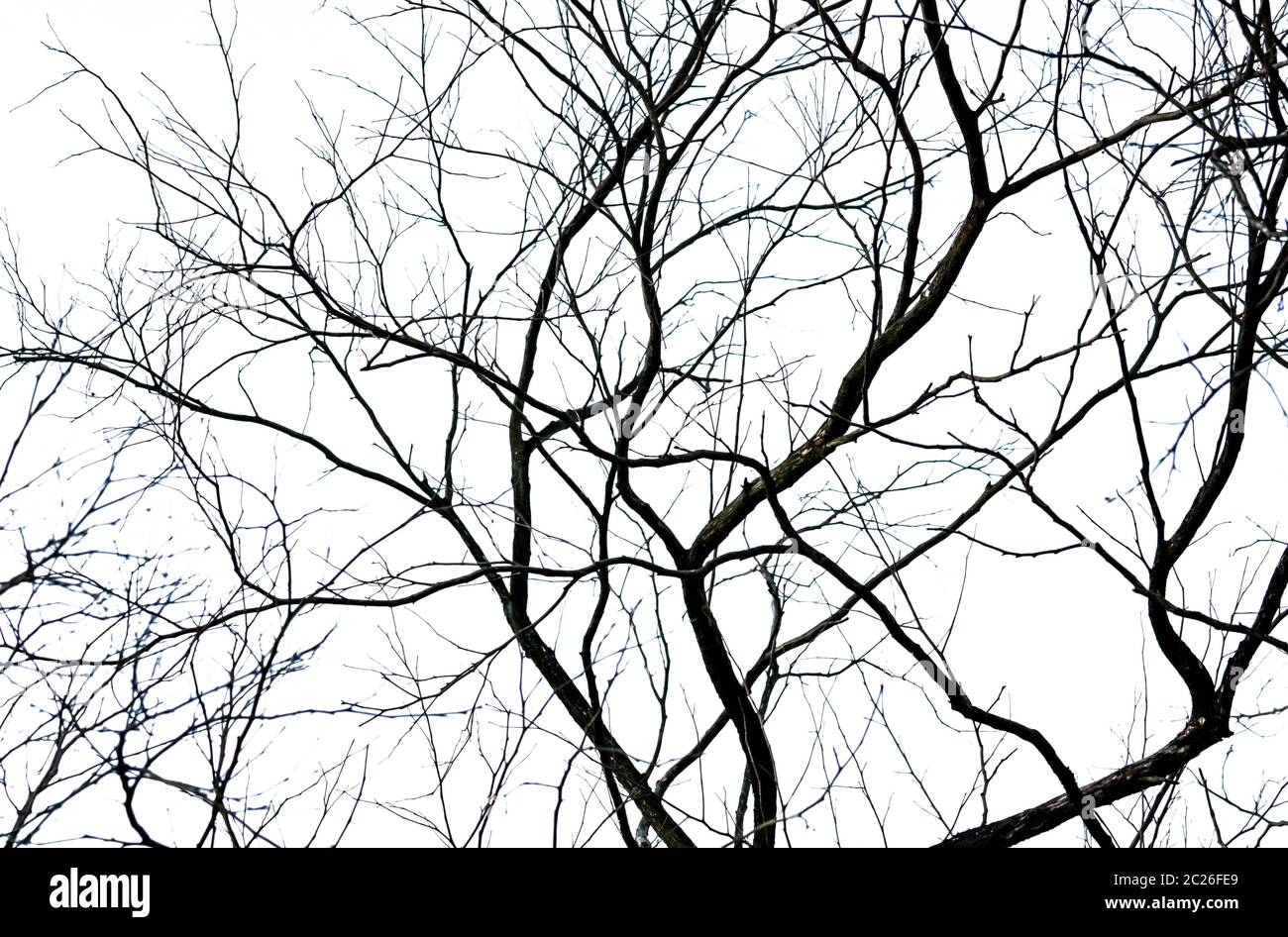 Dead Tree Branch Drawing