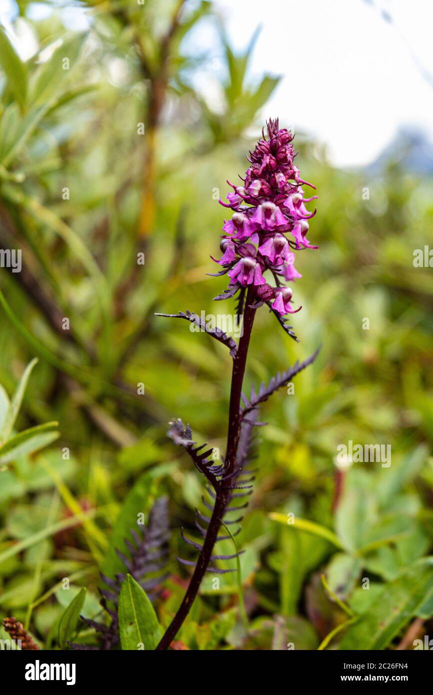 Banff national park lake flower hi-res stock photography and images - Alamy