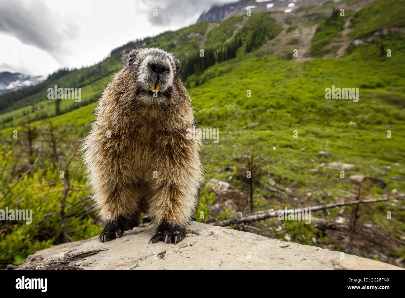 Marmot mountains national animal hi-res stock photography and images ...