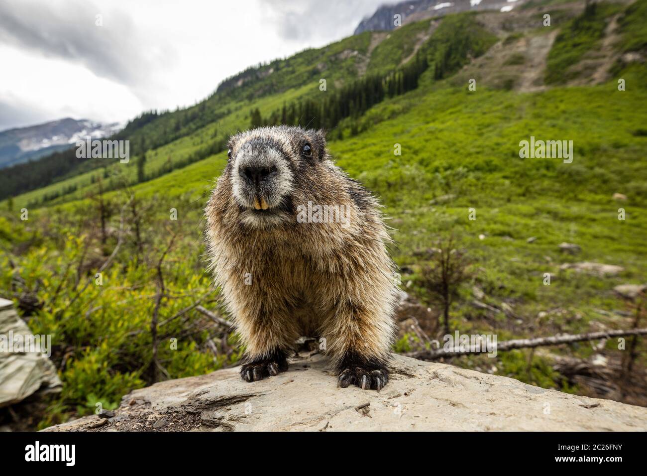Marmot mountains national animal hi-res stock photography and images ...