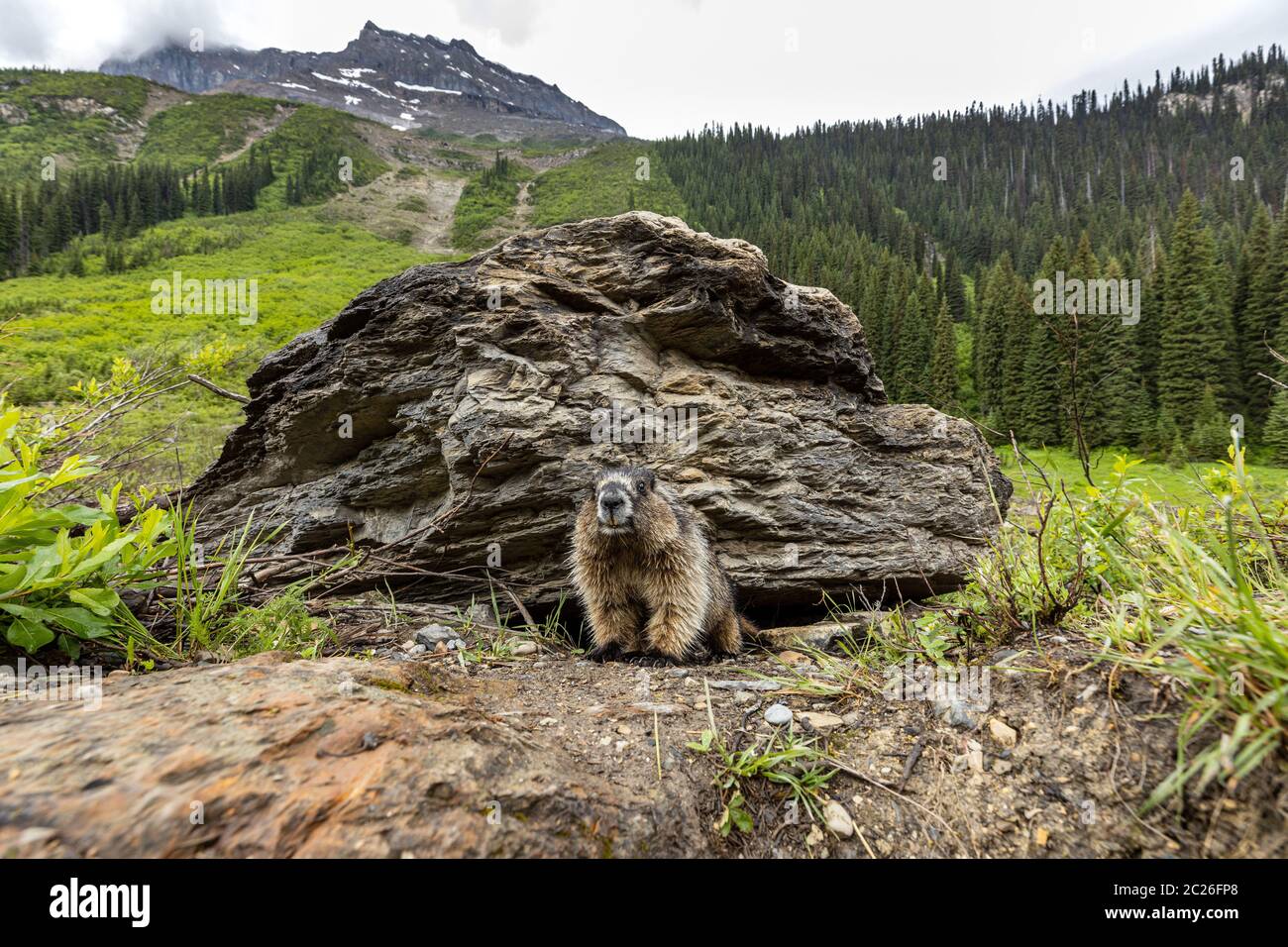Marmot mountains national animal hi-res stock photography and images ...