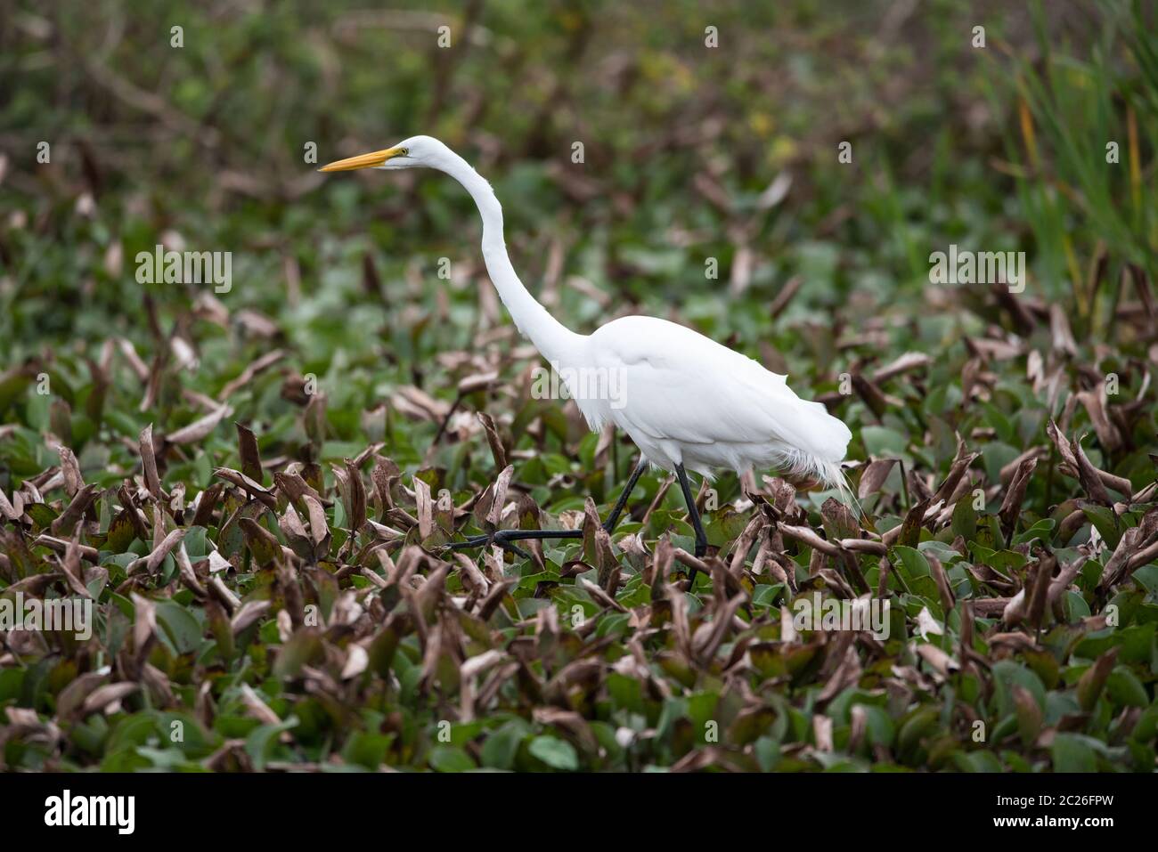 Wading Through Swamp High Resolution Stock Photography and Images - Alamy