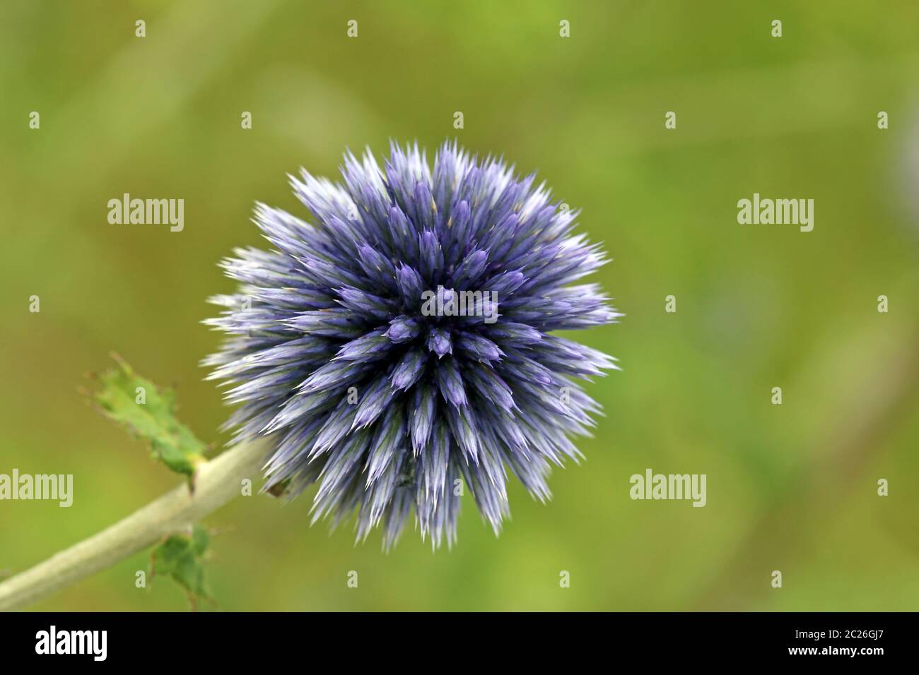 Ruthenic ball thistle Echinops ritro Stock Photo - Alamy
