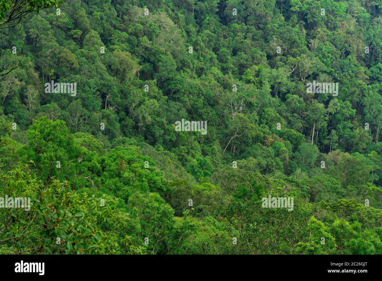 Beautiful tropical forest background . Ecosystem and healthy ...