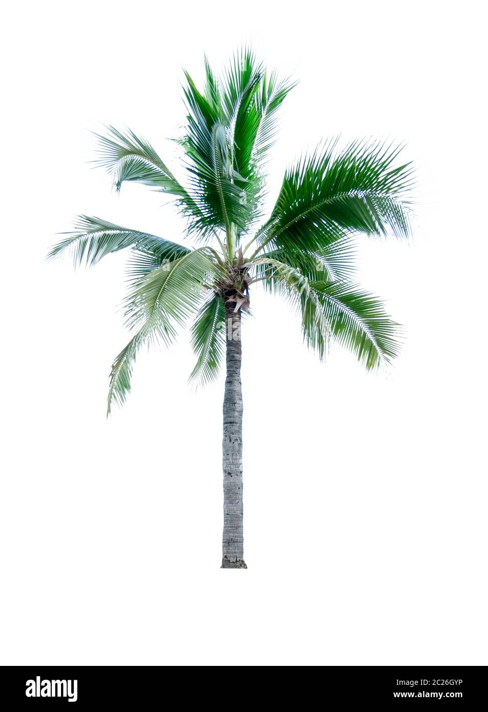 Coconut tree isolated on white background used for advertising ...