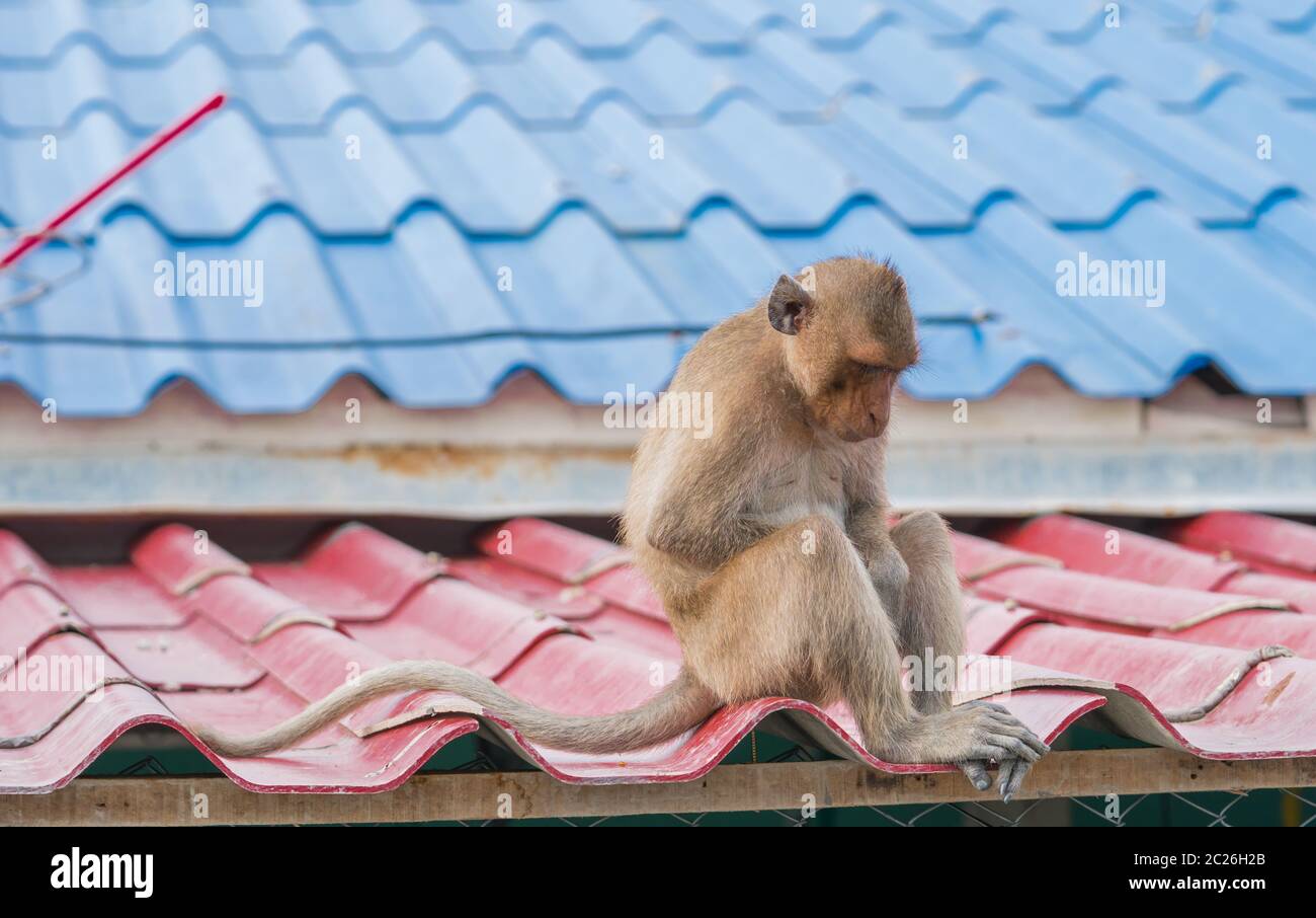 Monkey sitting sad and depressed on the roof of the house Stock Photo ...