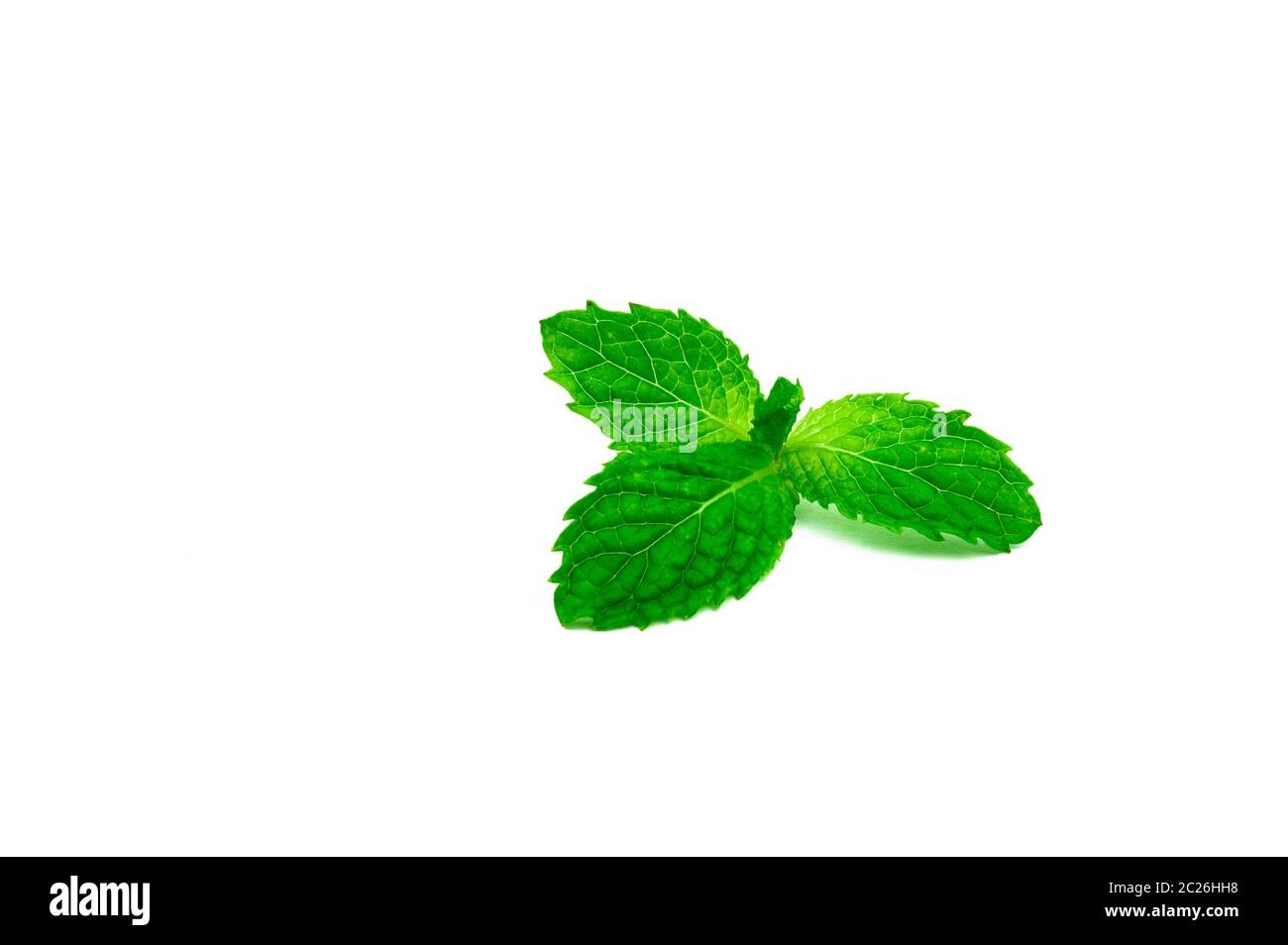 Kitchen mint leaf isolated on white background. Green peppermint ...