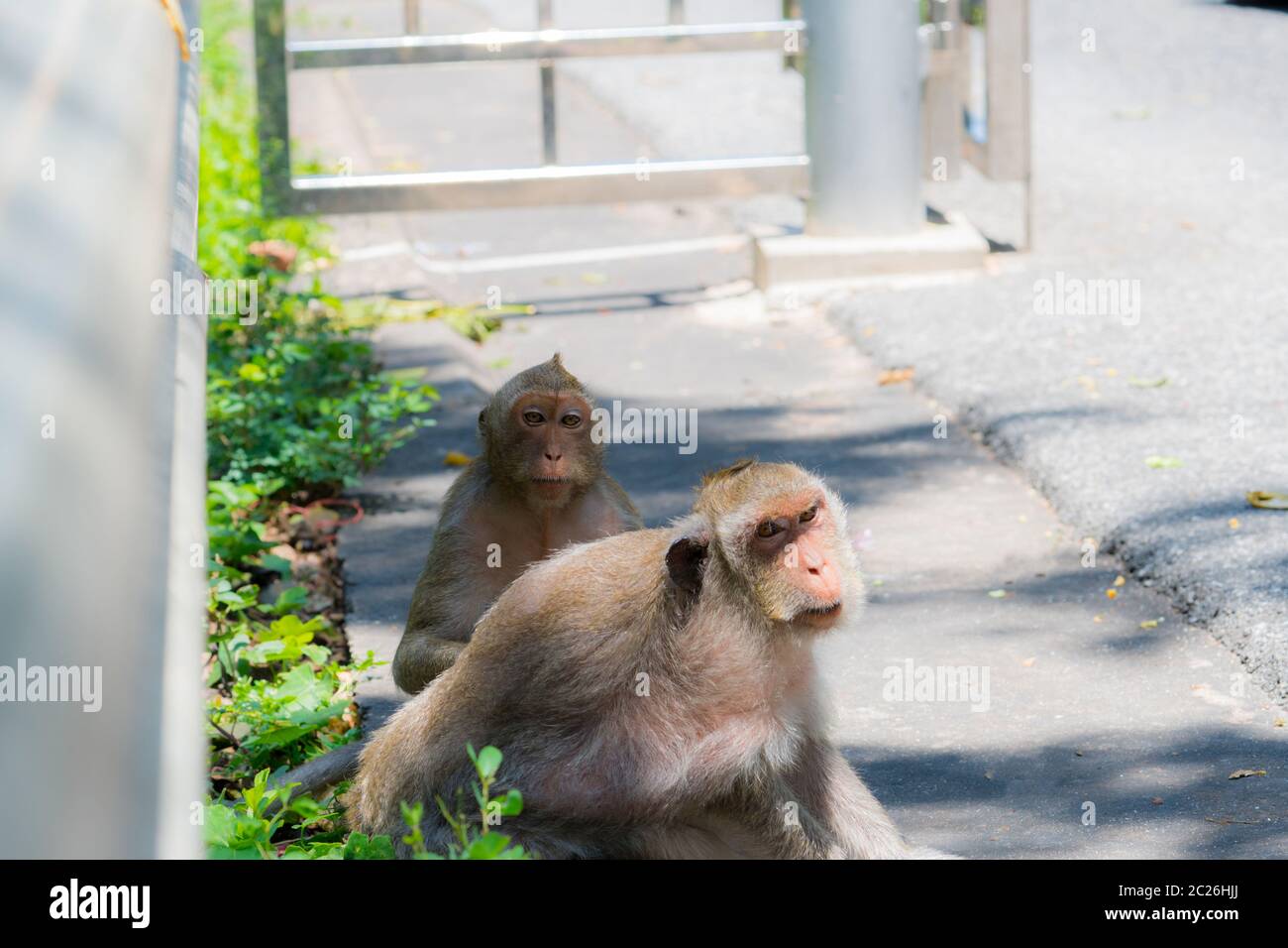 Drunk Monkey High Resolution Stock Photography and Images - Alamy