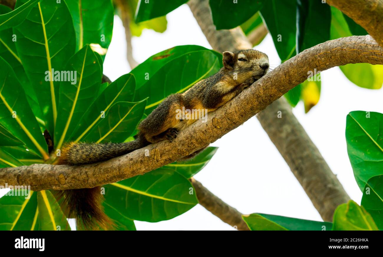 Sleepy Time Squirrel