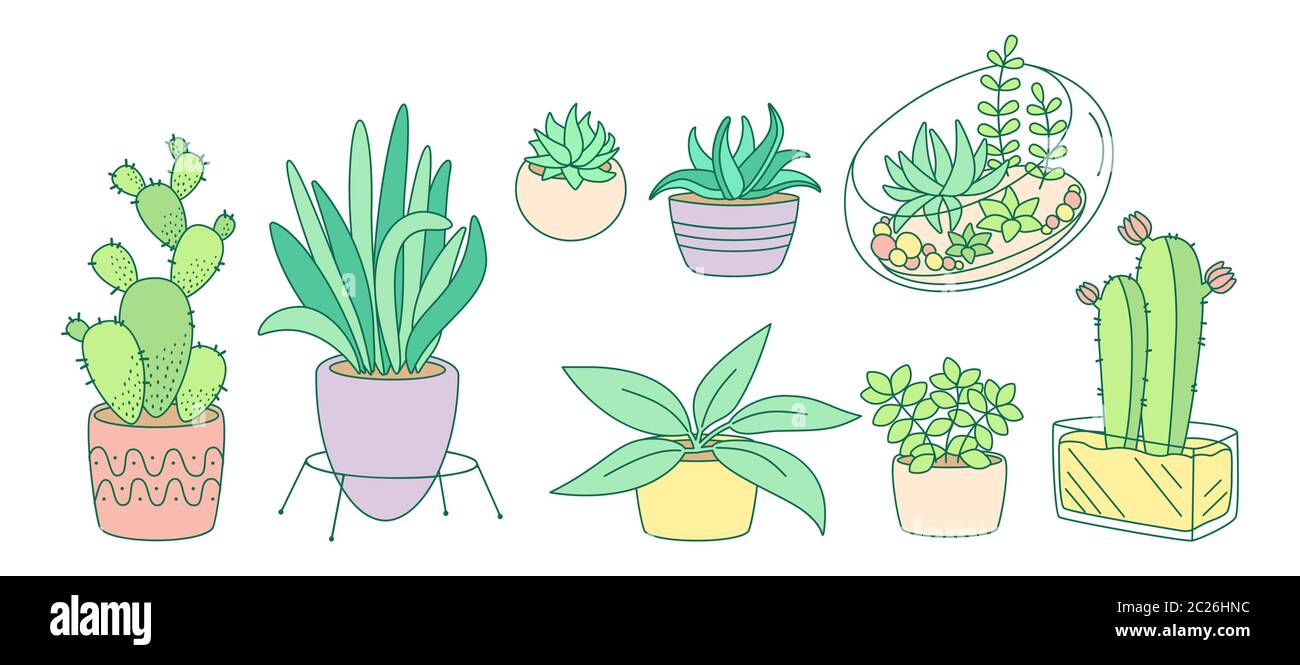 Plant and succulents, potted ceramic flat line set. Color linear ...