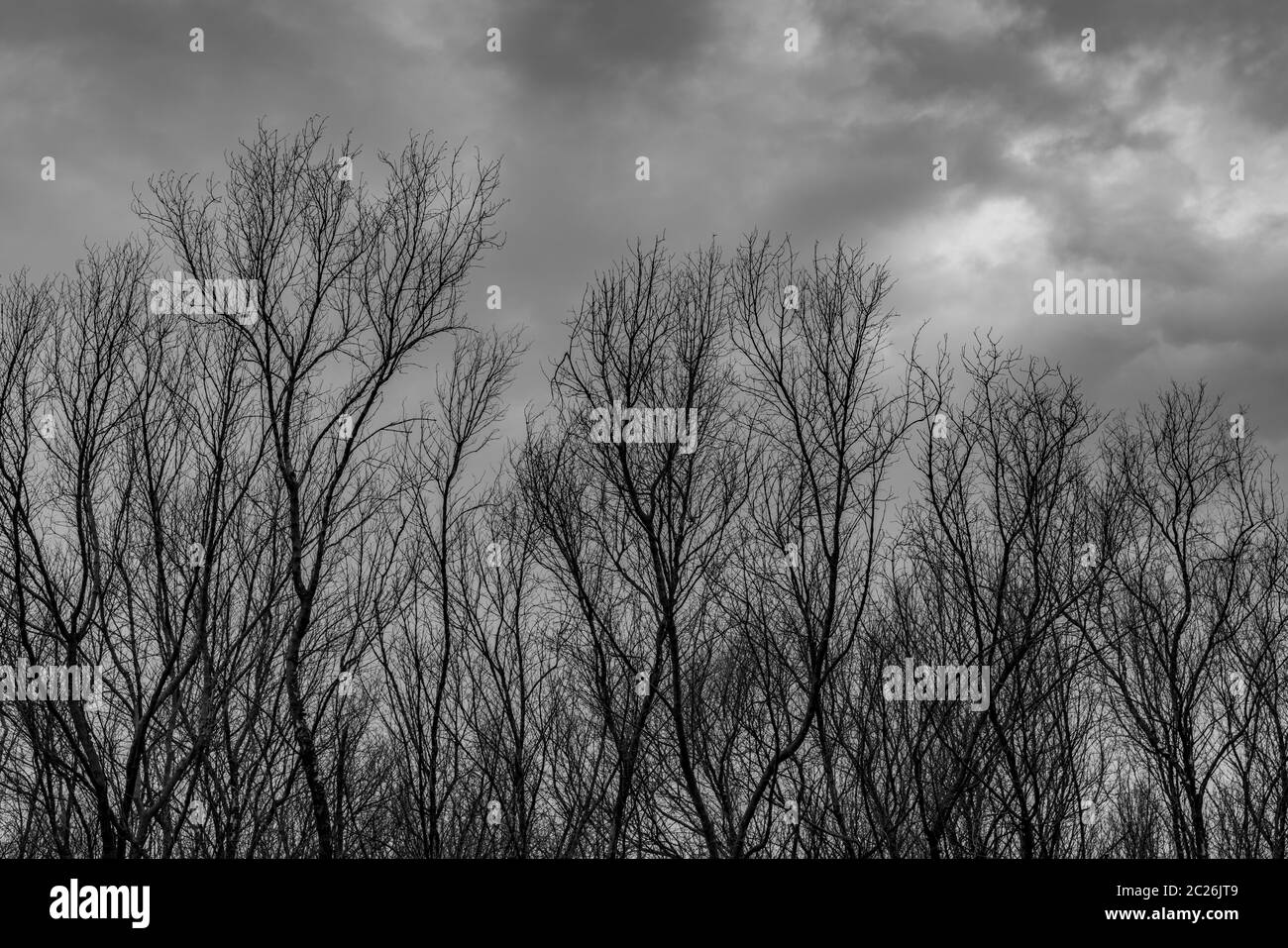 Silhouette dead tree on dark dramatic grey sky and clouds background ...