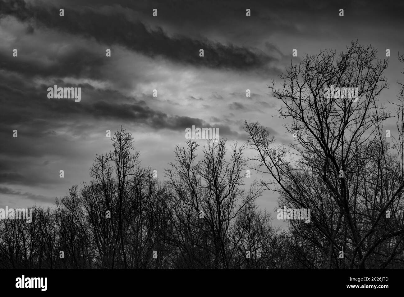 Silhouette dead tree on dark dramatic grey sky and clouds background ...