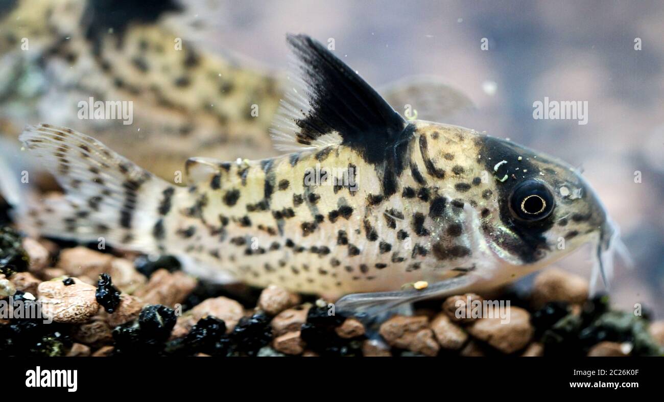 Armored Catfish Aquarium