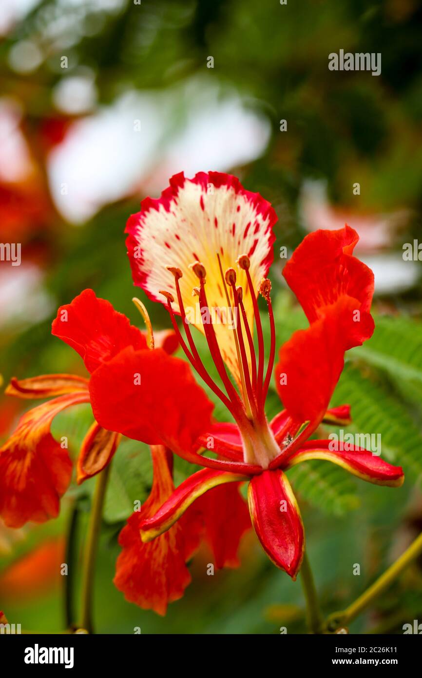 details of a flower Stock Photo - Alamy