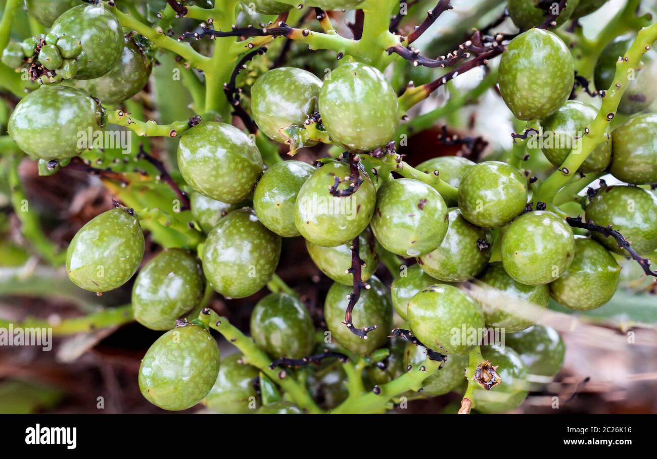 Palm tree seeds palm tree hi-res stock photography and images - Alamy