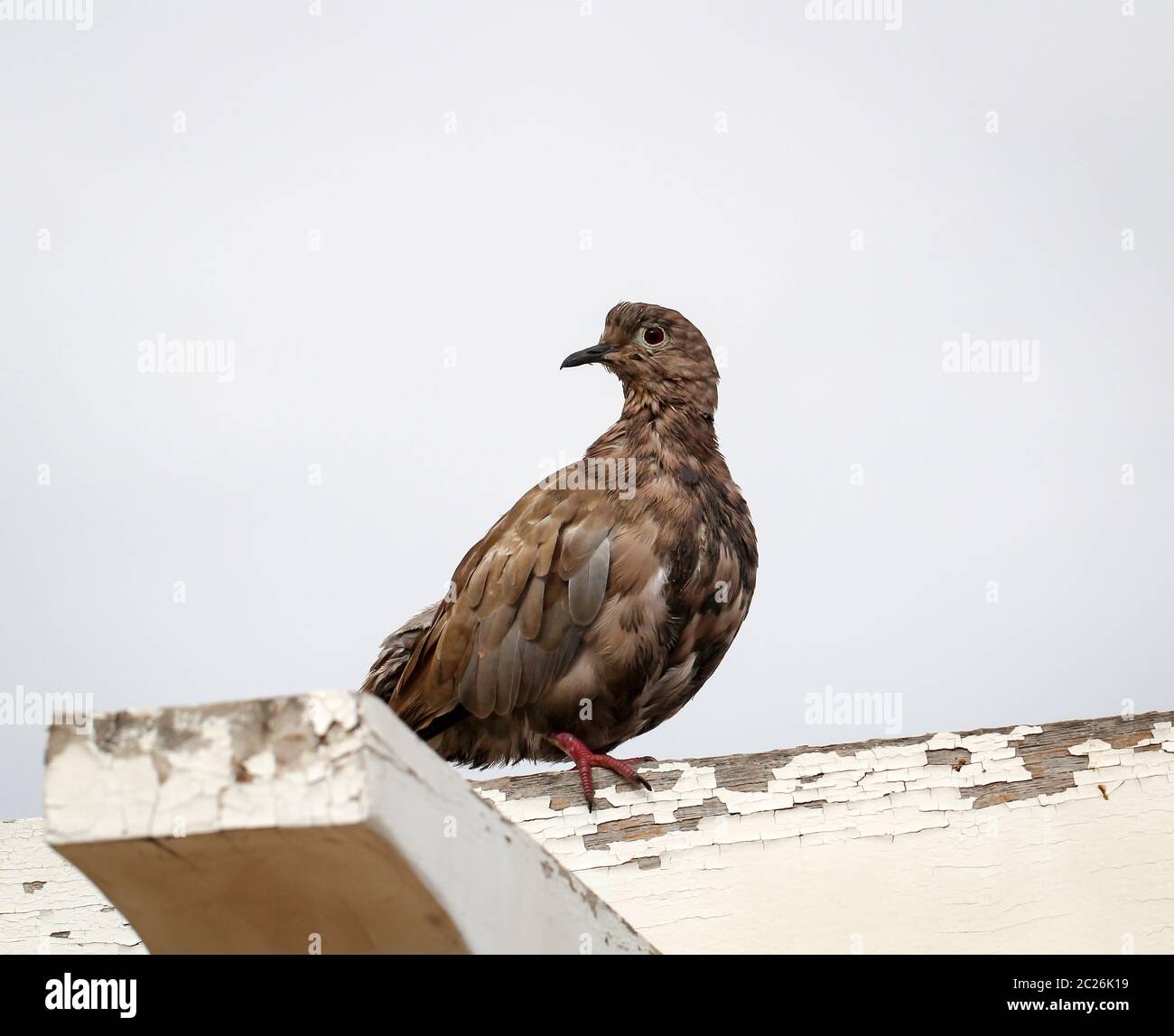 Pigeons vermin hi-res stock photography and images - Alamy