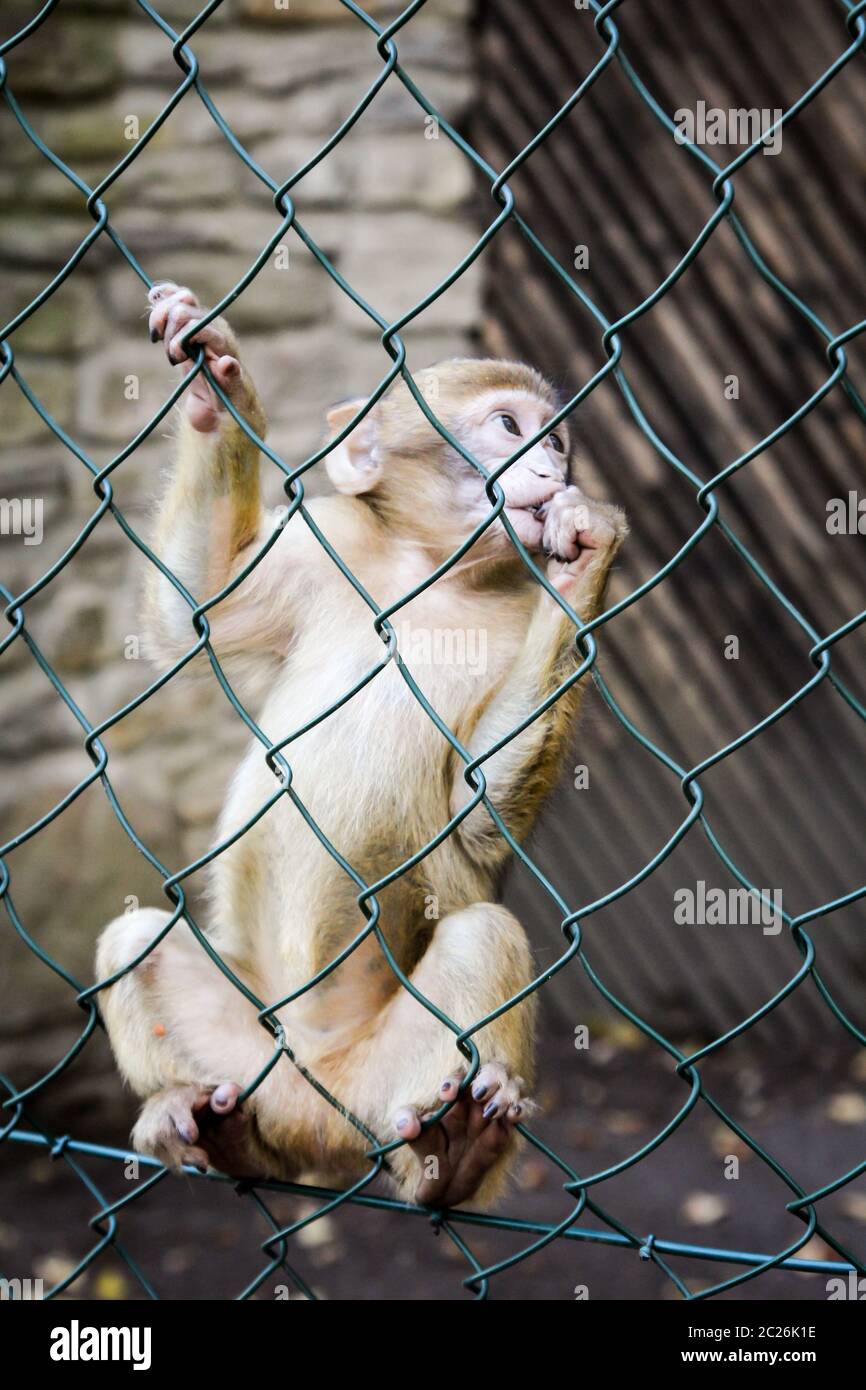 portrait of a baby monkey Stock Photo - Alamy