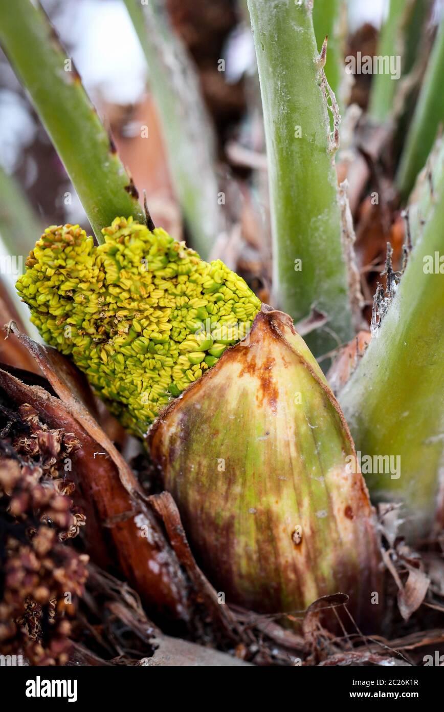 Palm tree seeds palm tree hi-res stock photography and images - Alamy