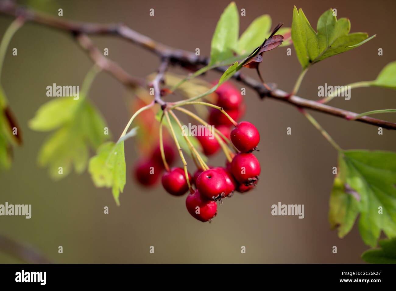 Rosehip on shrub, red fruit Stock Photo - Alamy