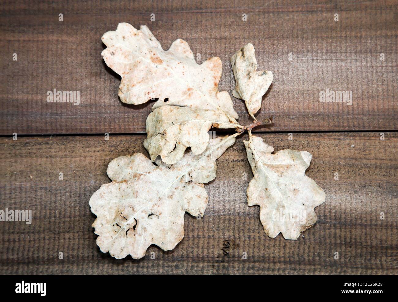 Foliage of oak, maple in autumn Stock Photo - Alamy