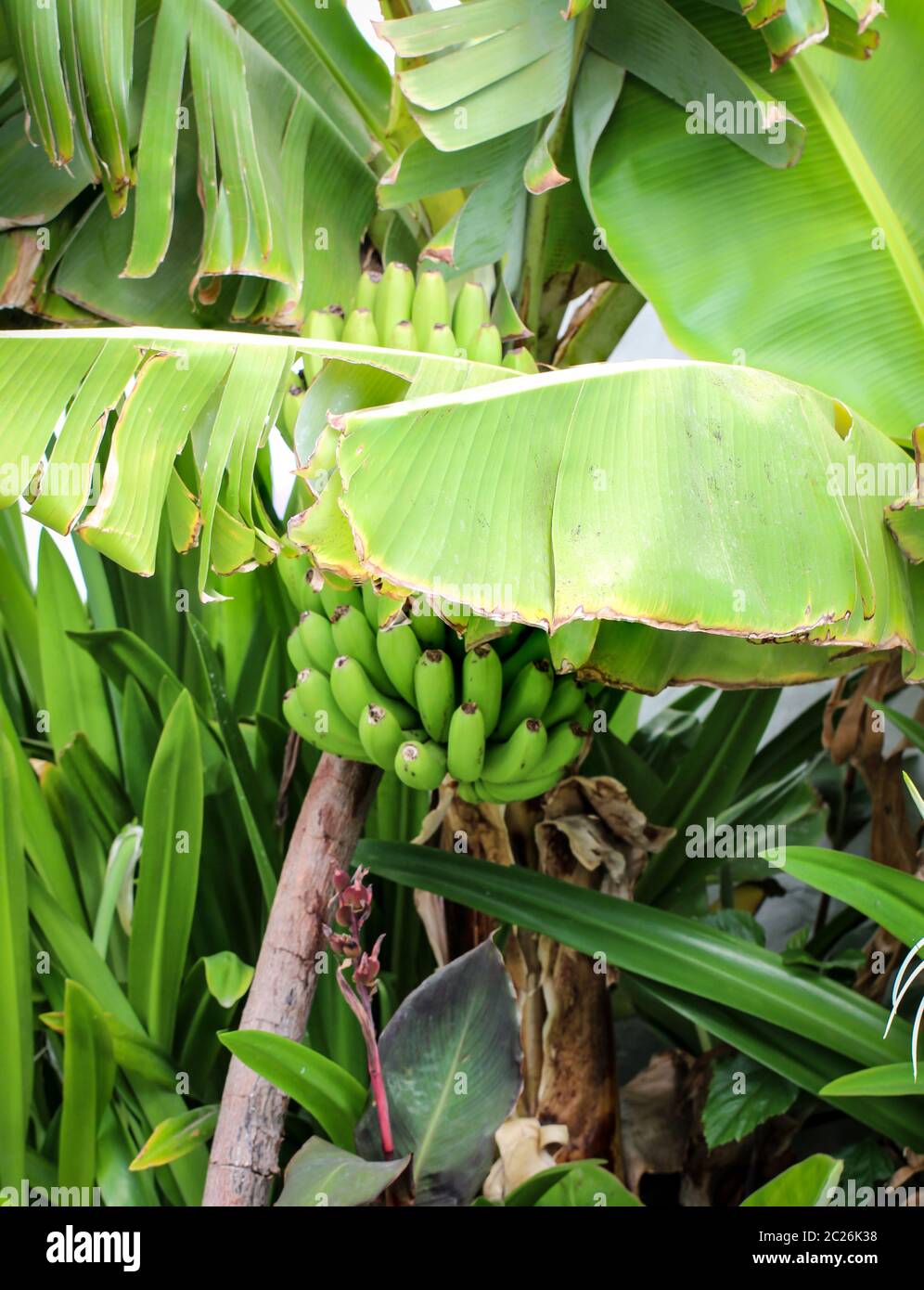 babana tree with fruits Stock Photo - Alamy