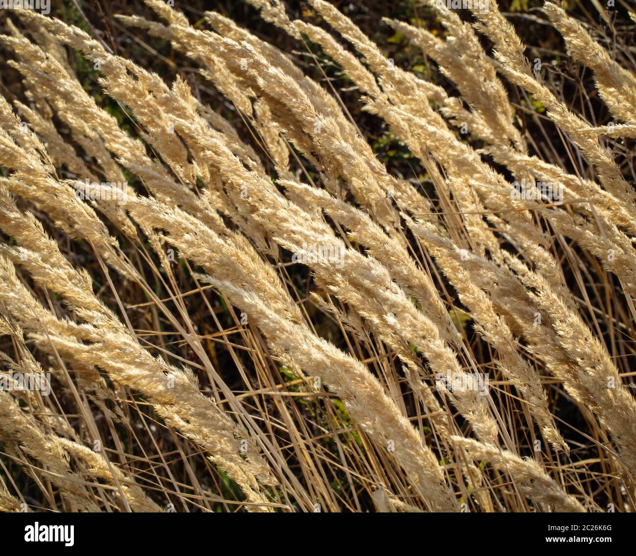 details of gras Stock Photo - Alamy
