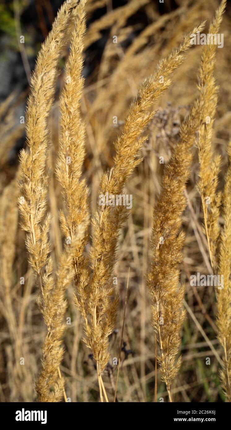 details of gras Stock Photo - Alamy