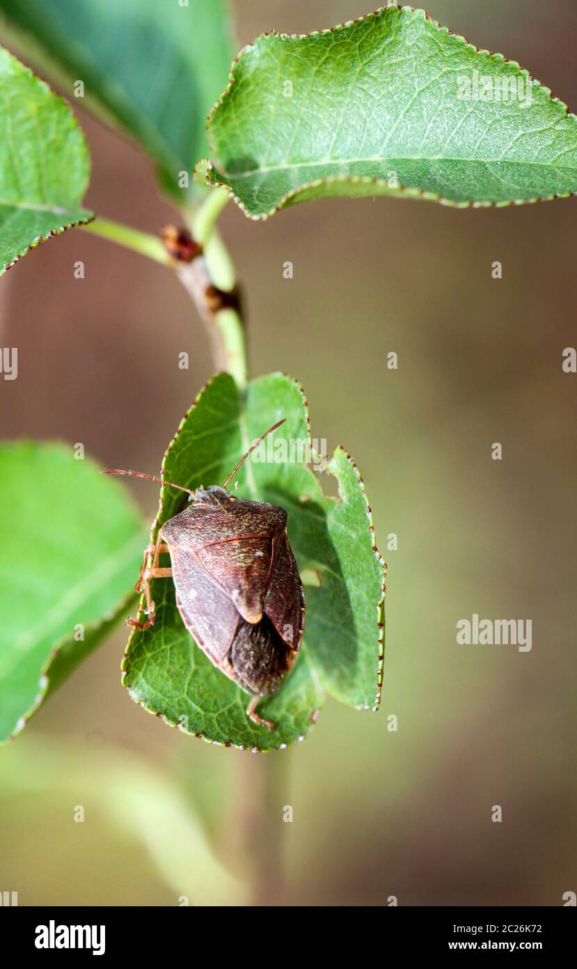 Thistle shield beetle hi-res stock photography and images - Alamy