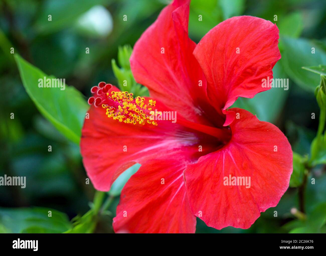 A close up of the flowers of a pink china rose Stock Photo - Alamy