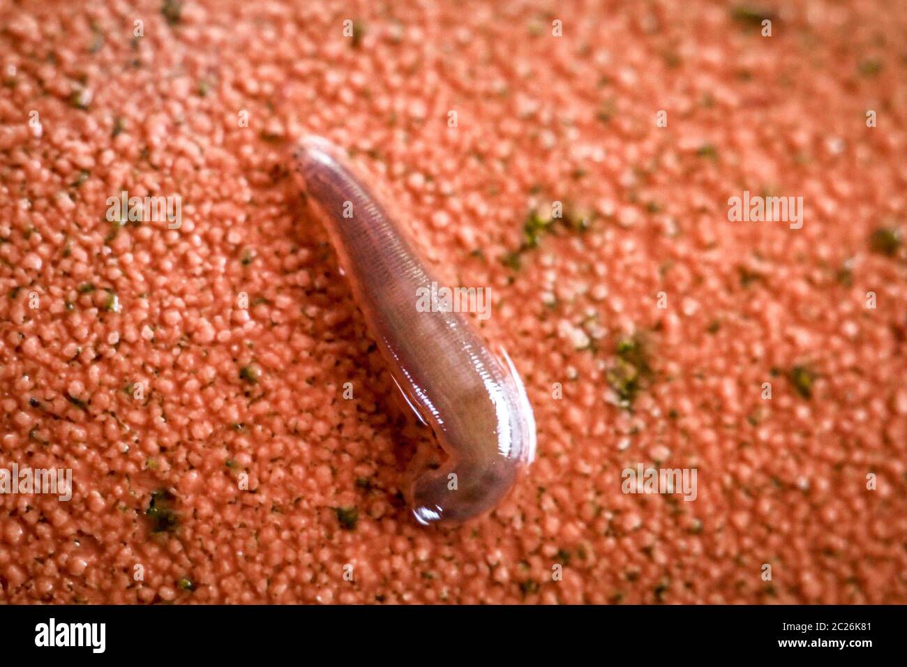 Suction worm hi-res stock photography and images - Alamy