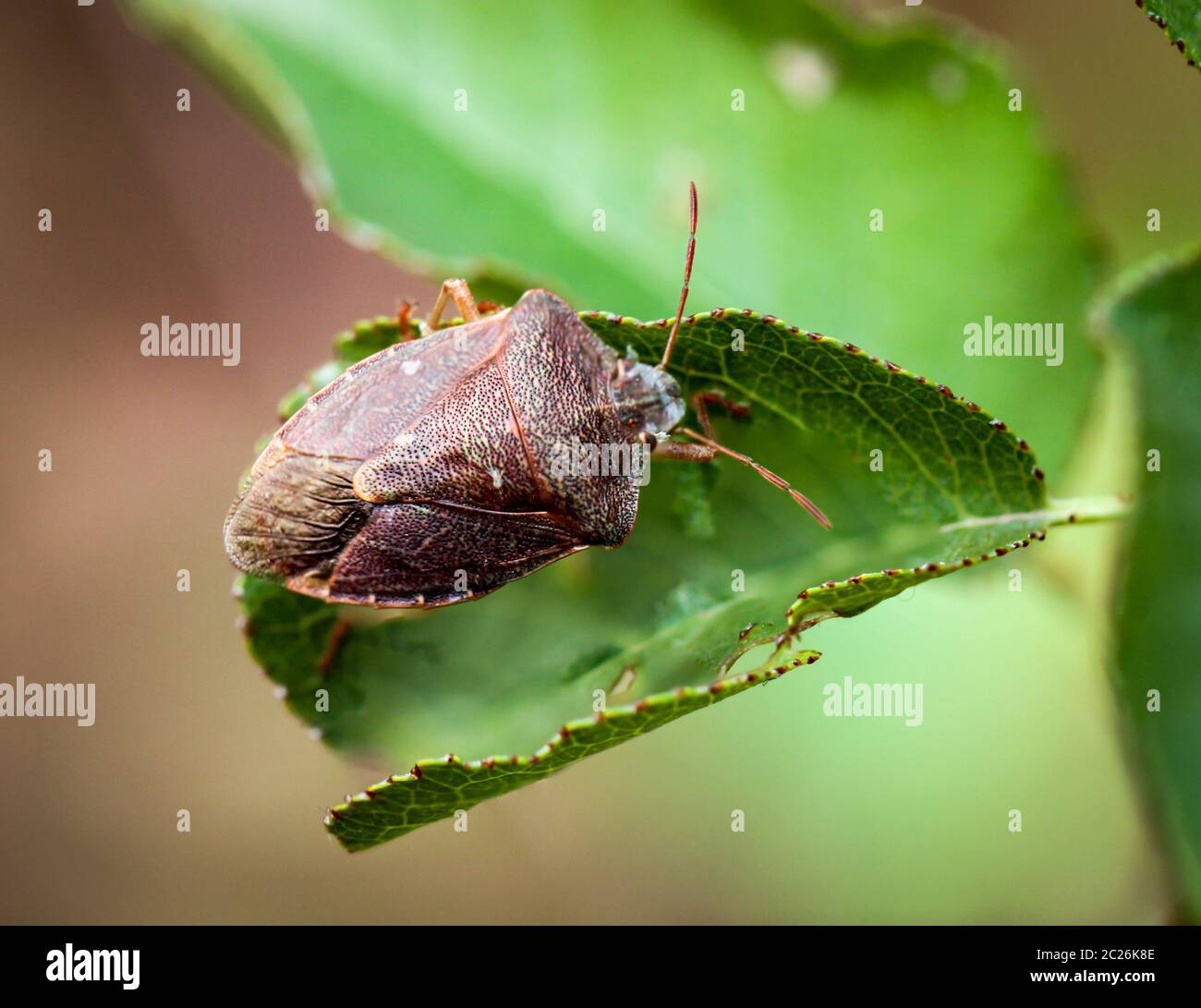 Thistle shield beetle hi-res stock photography and images - Alamy